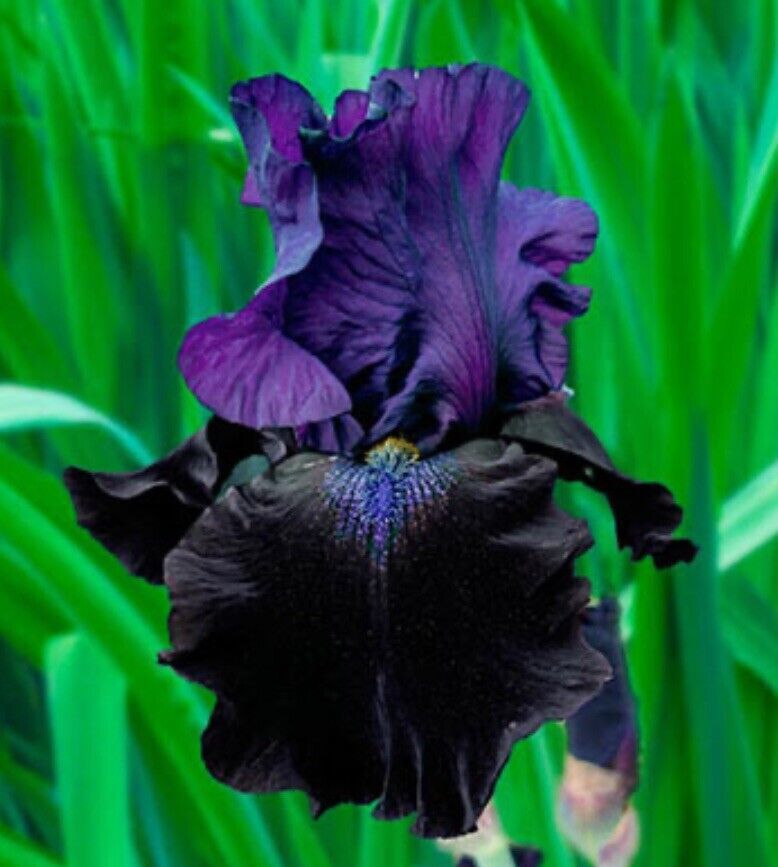 Bearded Iris Midnight Treat 1 Flower Plant Bulb Bare Root Purple Black ...