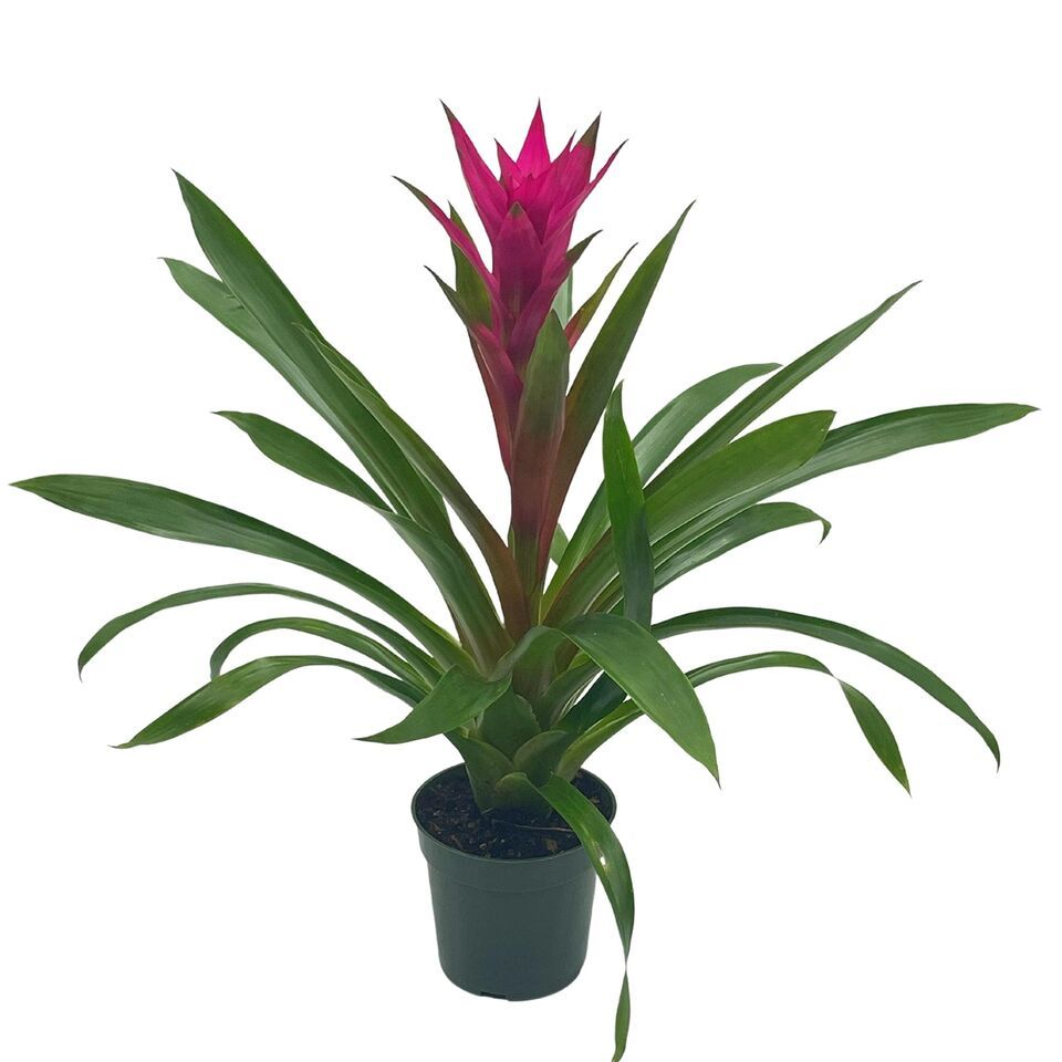 Purple Bromeliad, 4 inch, Guzmania monostachia West Indian Tufted ...