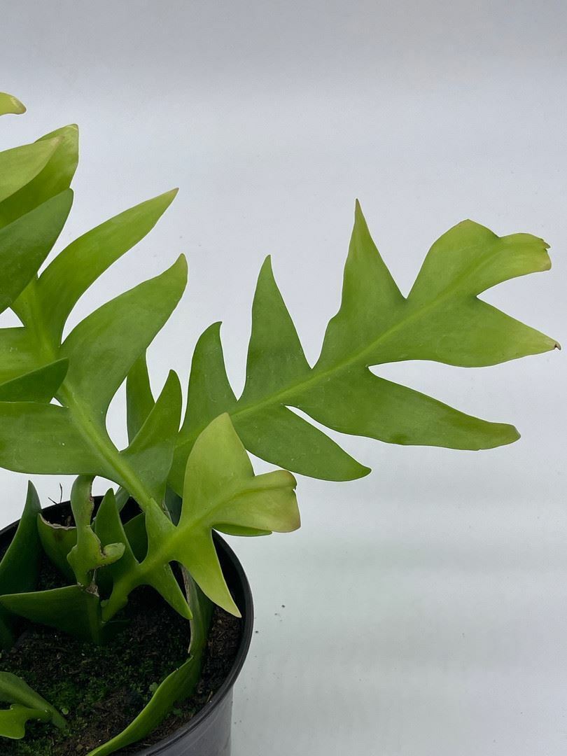 Sharktooth Fern, 4 Inch, Selenicereus chrysocardium - Plants & Seedlings