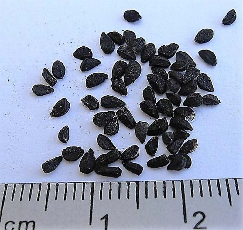 LKS 150 Nigella Sativa Black Cumin Spice Black CarLKSay Fennel Flower ...
