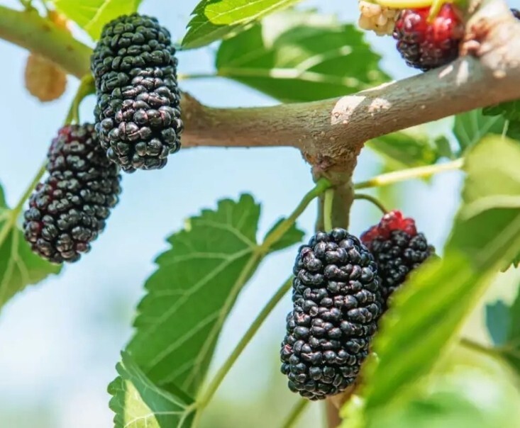 BS 30 Black Mulberry Tree Seeds (Morus Nigra) Organic Heirloom Fast ...