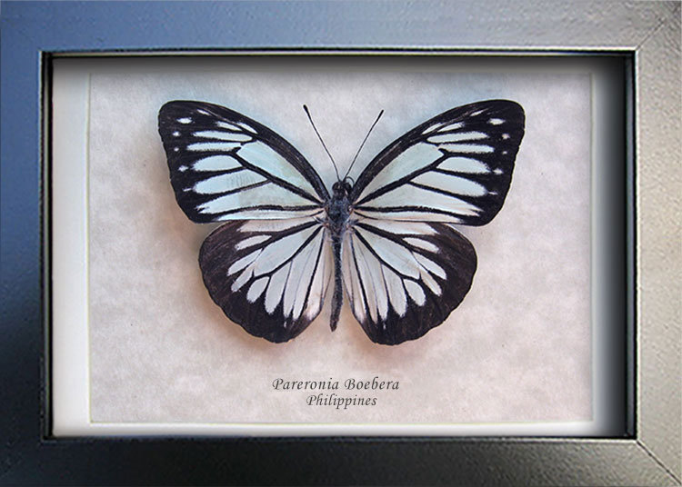 Powder Blue Wanderer Pareronia Boebera Real Butterfly Framed Entomology ...
