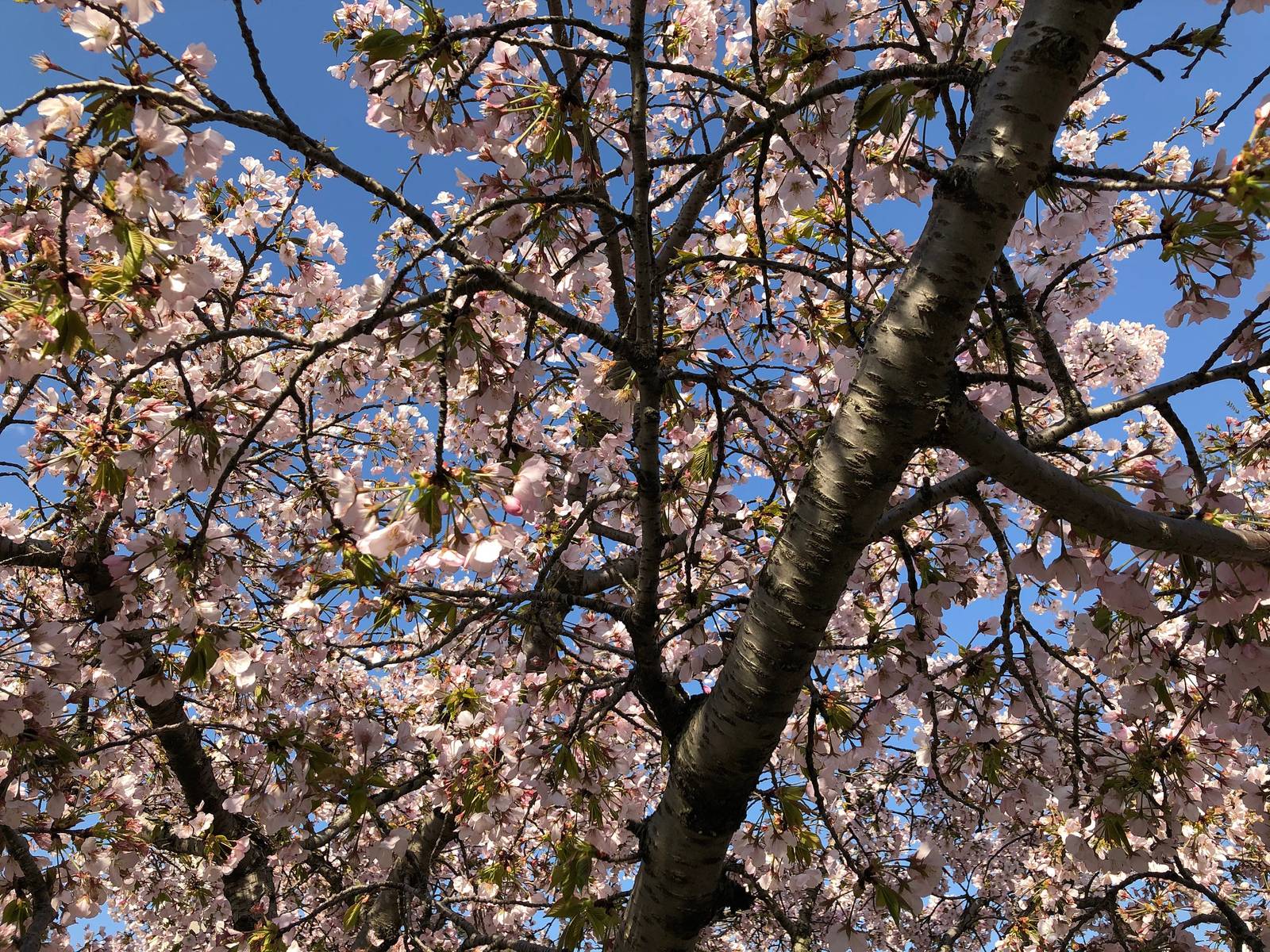 Higan Japanese Flowering Cherry Tree Seeds and 50 similar items