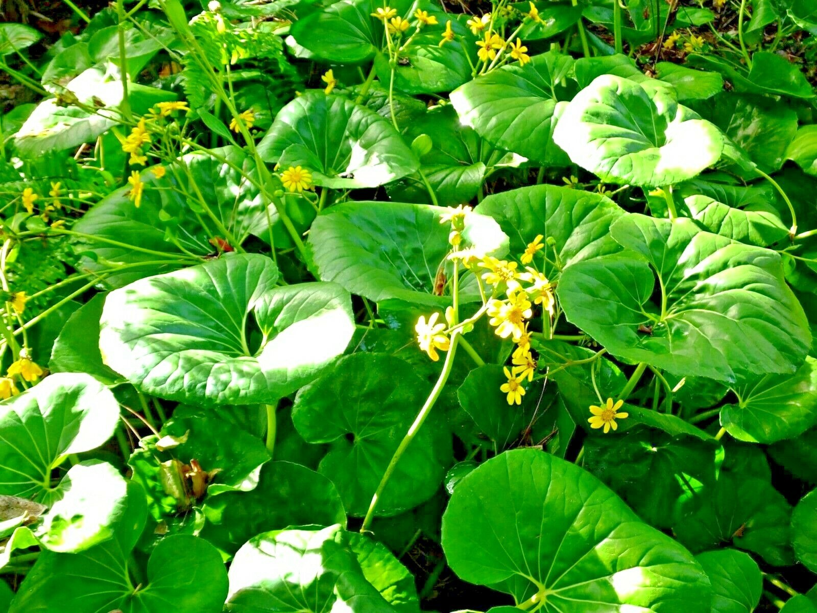 20 Giant Leopard Plant Seeds Farfugium Japonicum Var Gigiantium Fresh ...