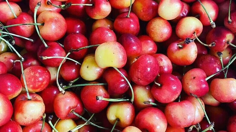 10 Early Robin Cherry Seeds Planting Fast US Shipping - Seeds & Bulbs
