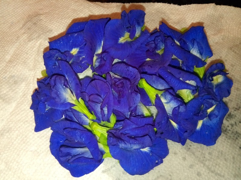 MX 10 Asian Pigeonwings Butterfly Pea Clitoria Ternatea Blue Katarolu ...