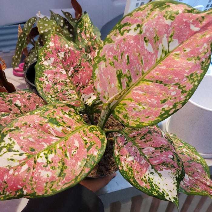 Aglaonema Ruby Ray 2 Plant 2 Plants Fresh Fast Shipping - Plants, Seeds ...