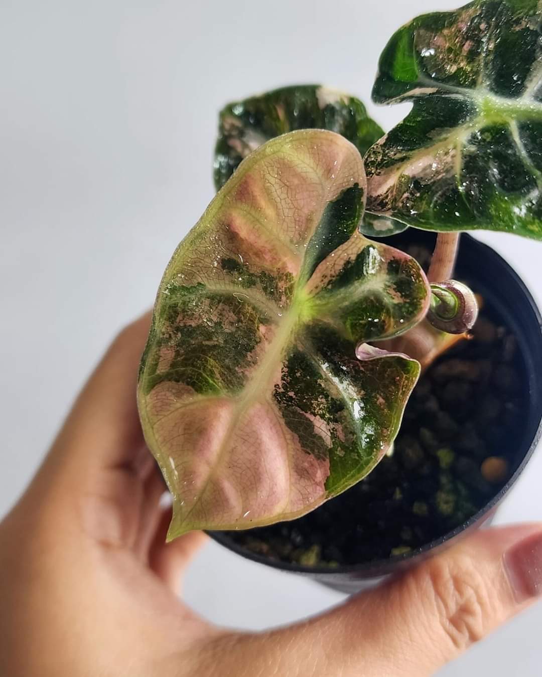 bonzuser_klrfp's booth at Bonanza - Plants & Seedlings, Home ...