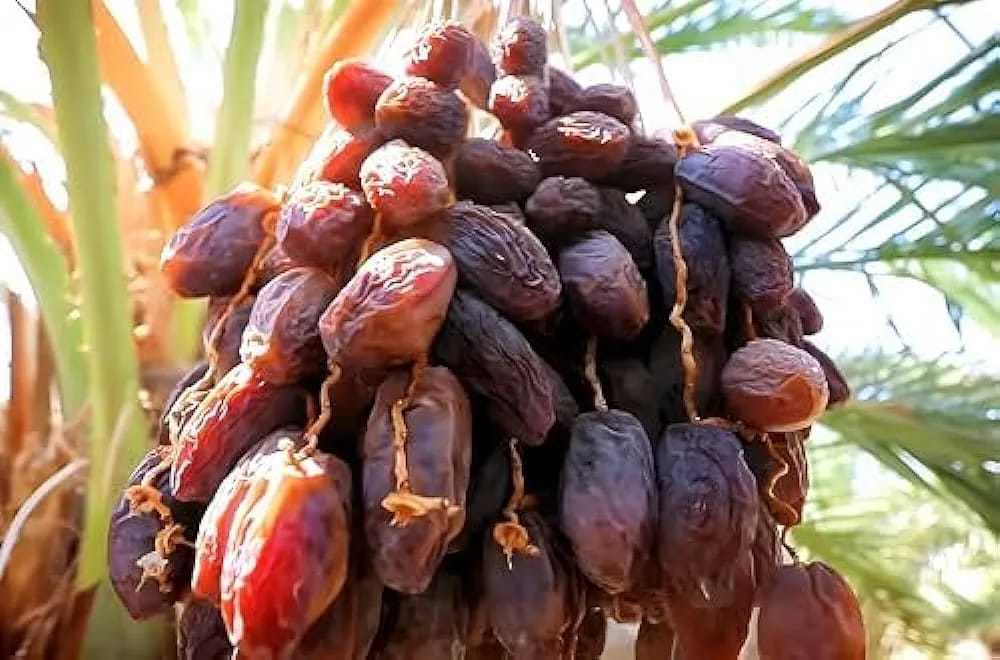 Most Expensive Dates Plant (Original Dwarf Variety) Fruit Live Plant 1 ...
