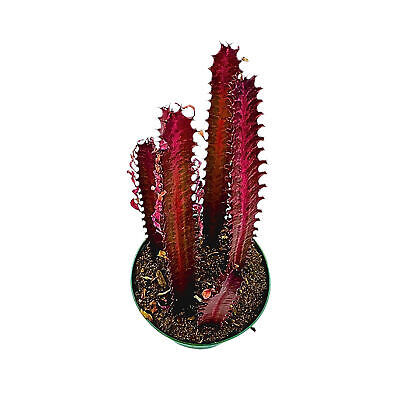 Red African Milk Tree, 6 inch Pot, Euphorbia Trigona, All red - Plants ...