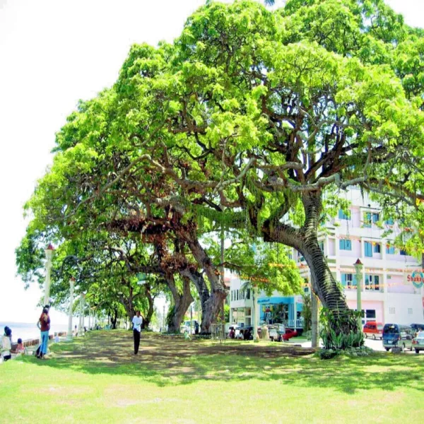 10 Formosan Koa Tree Seeds (Acacia Conf ) Fast Growing Flowering Exotic ...