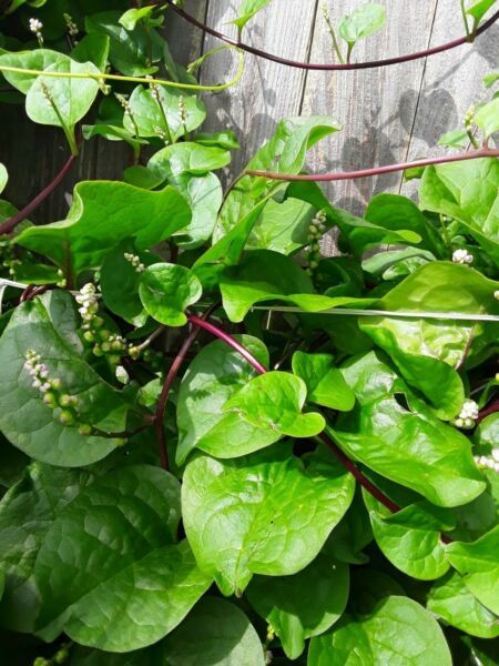 70 Organic Red Stem Malabar Spinach Alugbati Mong Toi Poi Sang Ceylon ...