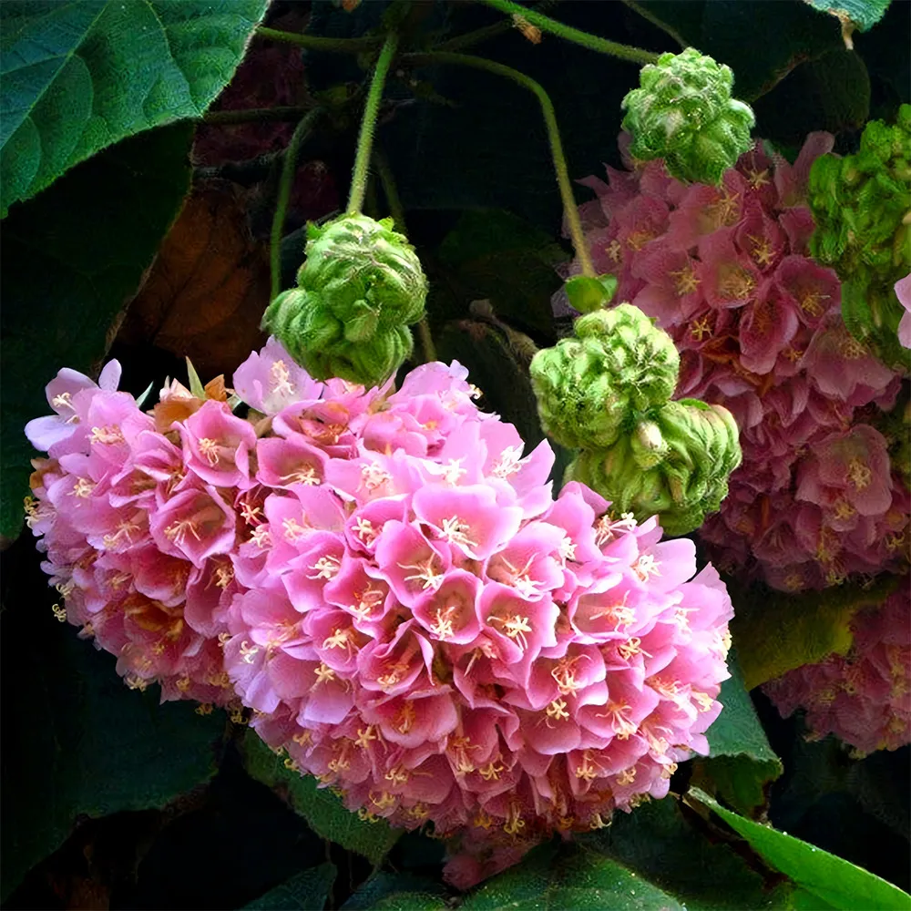 50 Seeds, Dombeya Shrub Seeds for Stunning DisplaysItem NO.: ZZ-1726-DG ...