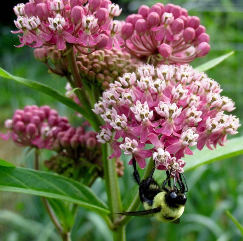 FMG 75 Red Swamp Milkweed Asclepias Incarnata Fast Growing - Seeds & Bulbs