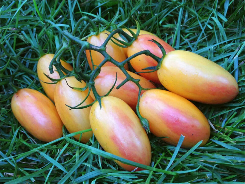 SYR 50 Seeds Blush Tomato Juicy Tomatoe Vegetable Edible Food Fast ...