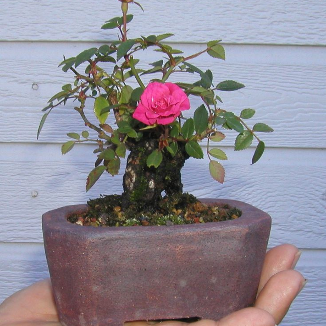 Mini Rose Bonsai Miniature Rose Bonsai A Little Cute Plants - 100 Seeds ...