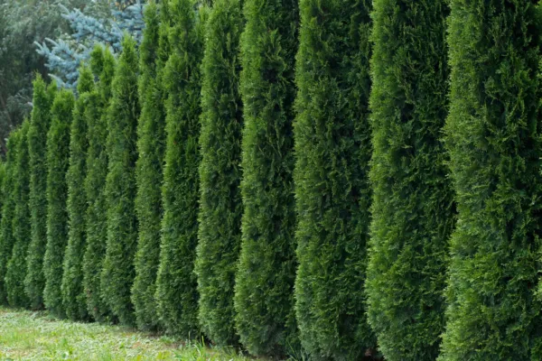 50+ Thuja Tree Seeds (Thuja Occidentalis) White Cedar Arborvitae Hedge ...