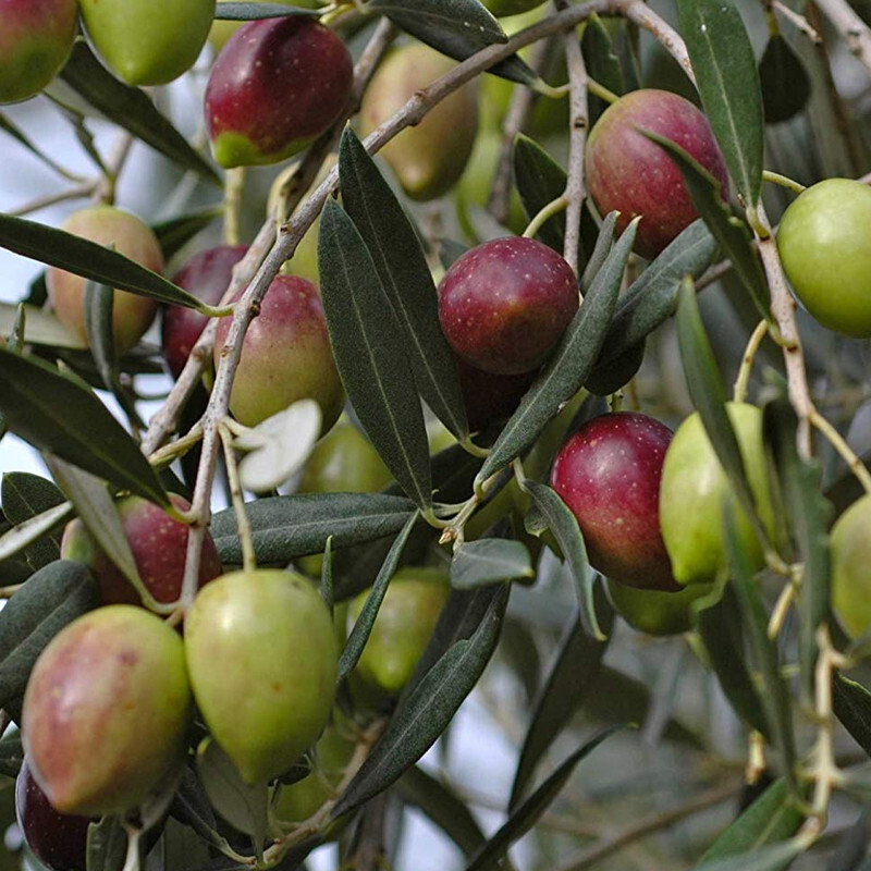 PSA Olea Europaea Olive Tree Tree Seeds Longevity And Resilience Fast ...