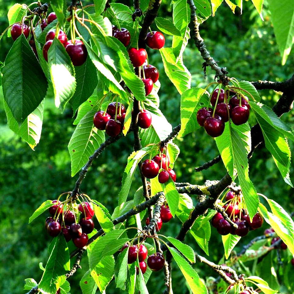 20 Sweet Mazzard Cherry Tree Seeds (Prunus avium) Edible Fruit - Seeds ...