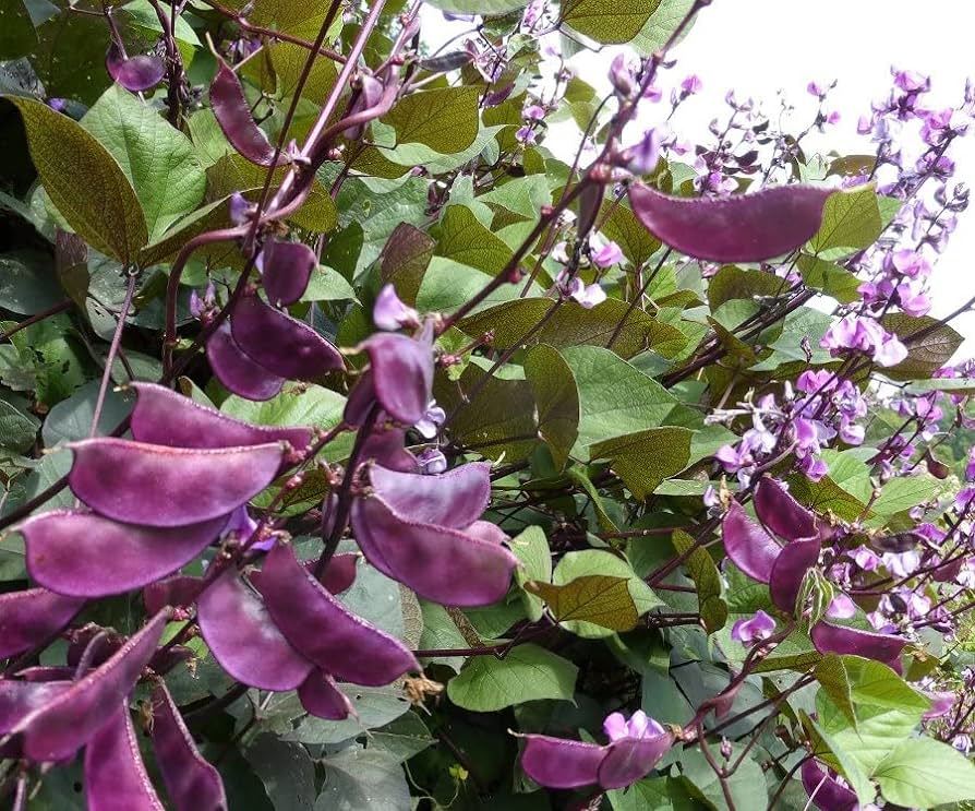 25 Dolichos lablab Seeds ,Hyacinth bean Seeds, Egyptian bean Seeds ...