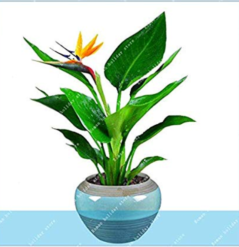 100Pcs Real Strelitzia Reginae Potted Plant Flowers Bird Of Paradise ...