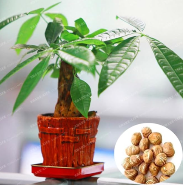 Mini Pachira Macrocarpa Seed Hawaiian Make Money Tree Plant Seed Pot ...