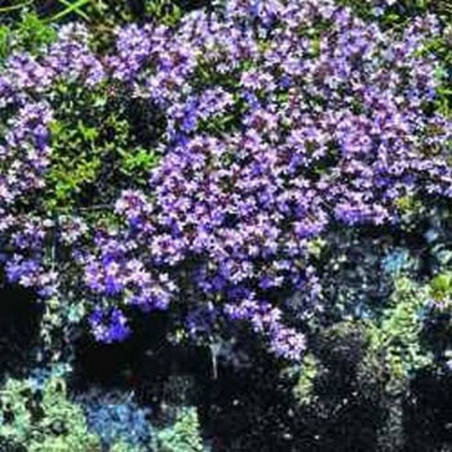 HS Creeping Thyme Mother 200 Seeds - Plants & Seedlings