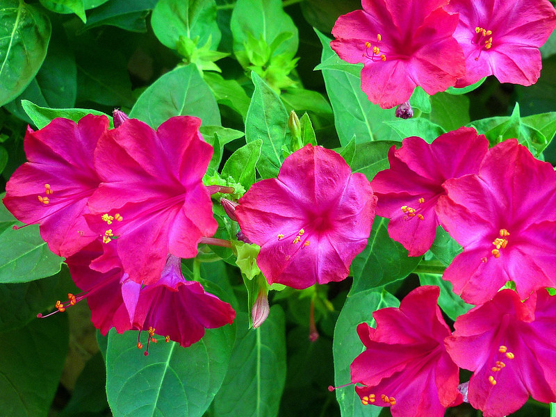 MX Four O'Clock Mirabilis Jalapa Maravilla ing Butterflies Garden 25 ...