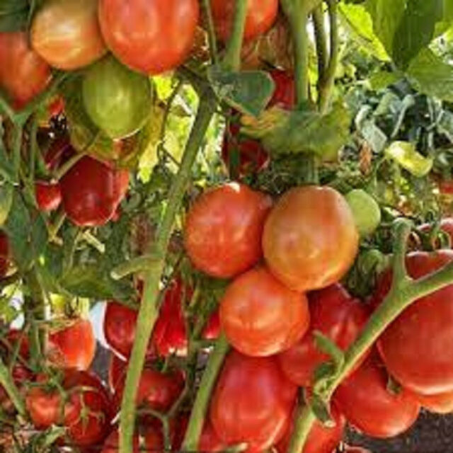 50 Seeds Daytona Tomato Juicy Tomatoe Vegetable Garden Edible Food ...