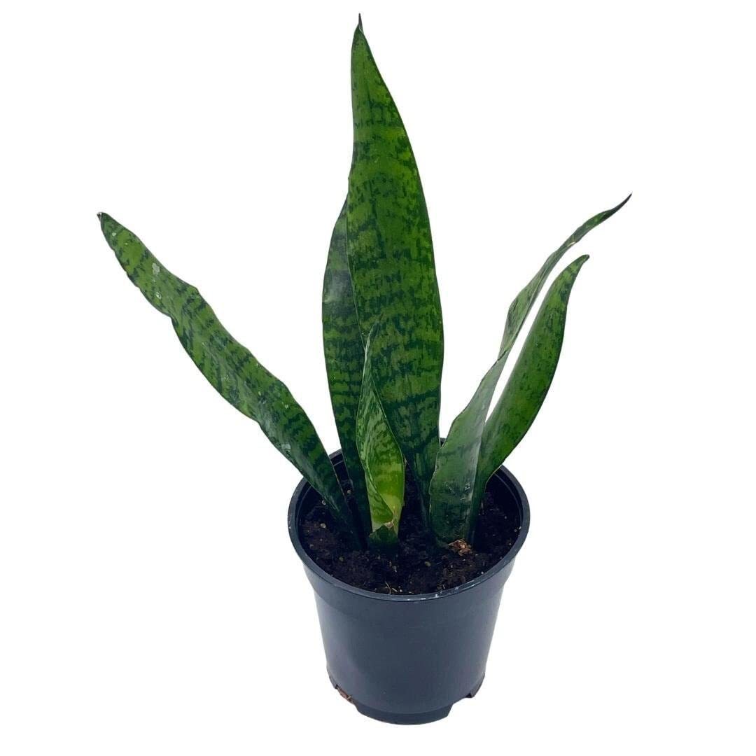 Variegated Snake Plant, 4 inch, Green Dracaena trifasciata, Cow's ...