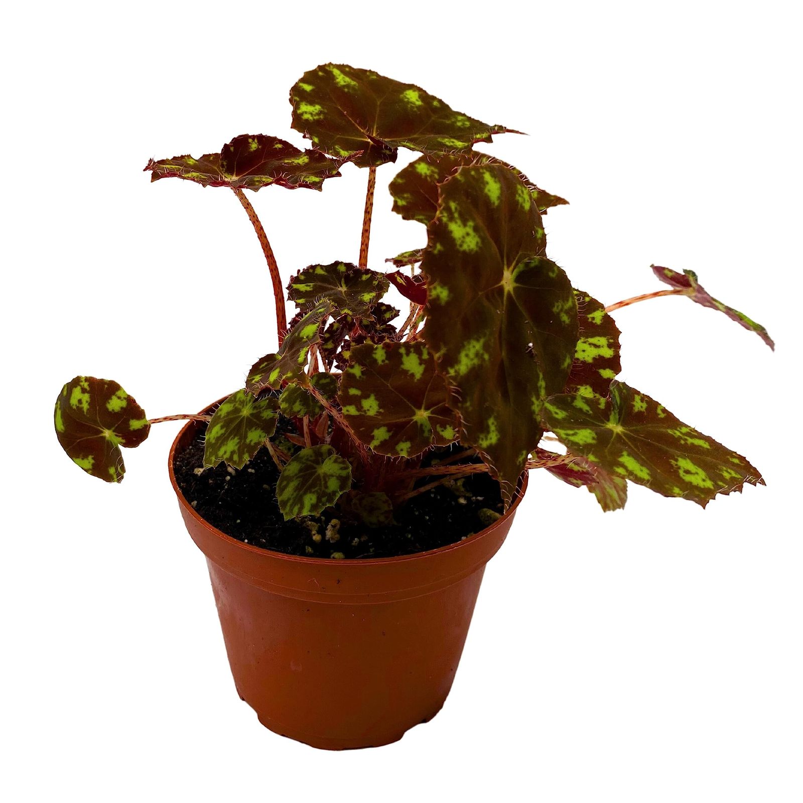 BubbleBlooms Harmony's KitKat Begonia, Begonia Rhizomatous Hybrid ...
