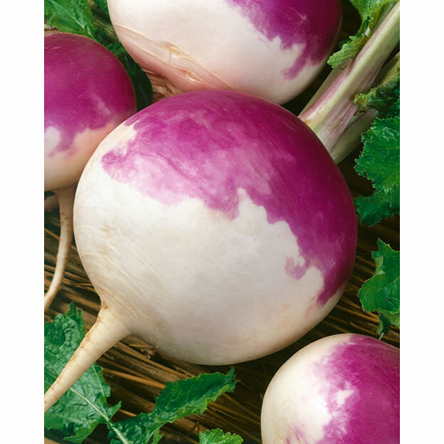 MBK 700 Purple Top Turnip Seeds Bulk Seeds - Seeds & Bulbs