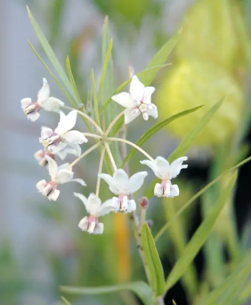 5 Swan Plant Milkweed Seeds Asclepias Fruticosa Dainty Blooms And ...