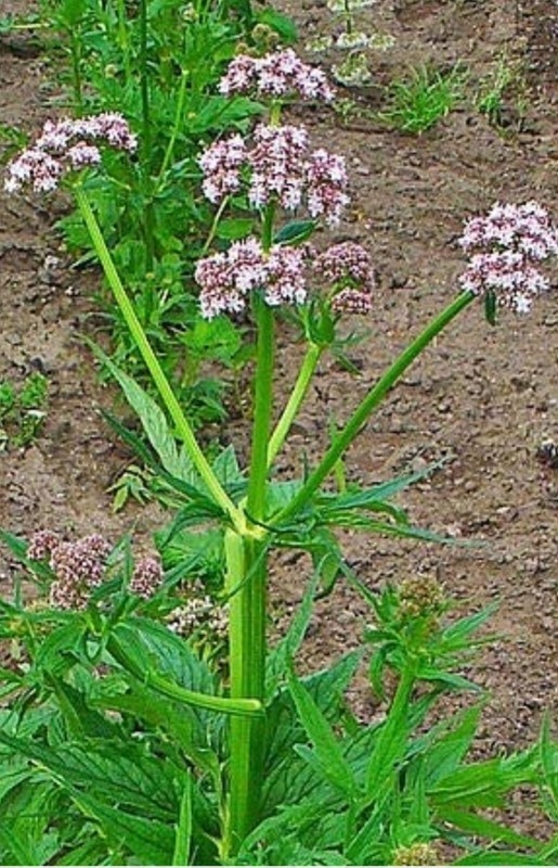 HT 50 Valerian Officinalis Seeds Hardy Perennial Heirloom Heliotrope ...