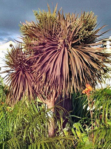 MBK Cordyline Australis Purpurea Red Cabbage Tree 10 Seeds Bulk Seeds ...