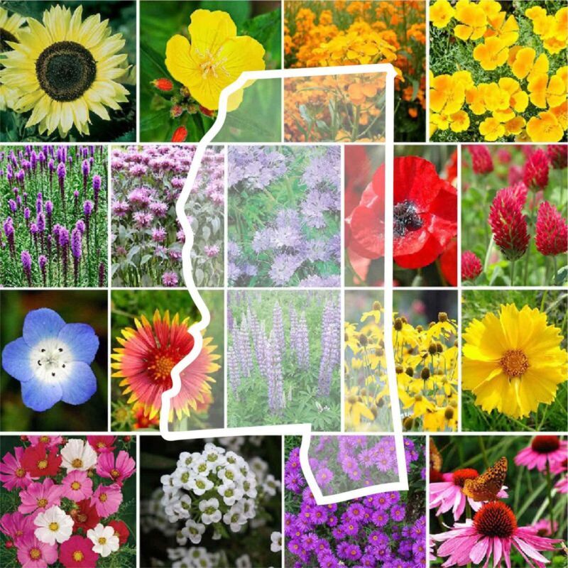 LWSTORE Wildflower Mississippi State Flower Mix Perennials & Annuals ...