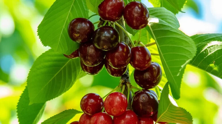BS 10 Sweetheart Cherry Seeds Fast Grow - Seeds & Bulbs