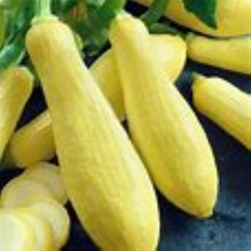 25 Yellow Straight Neck Squash Heirloom Seeds - Seeds & Bulbs