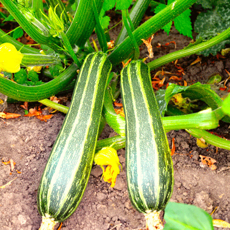 KKG Cocozelle Zucchini Seeds Striped Italian C Summer Squash Seed Fresh ...