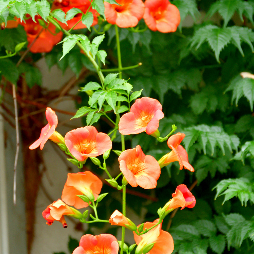 Campsis Trumpet Vine Trumpet Creeper Flower - 20 Seeds - Plants & Seedlings