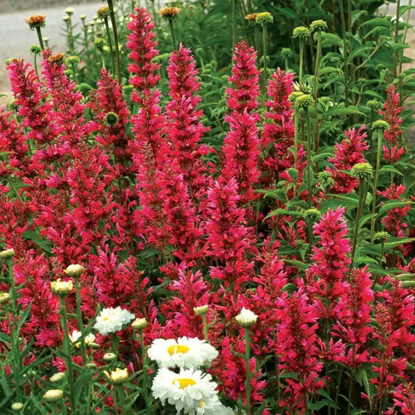 100 Raspberry Hyssop Seeds Agastache Flower Seed Flowers 242 Fresh ...