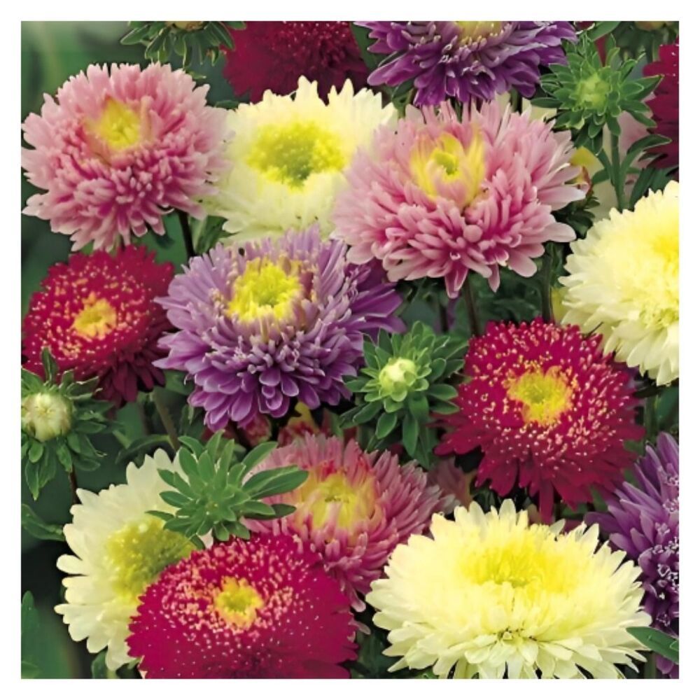 BStore 900Powder Puff Aster Seed Mix(Callistephus Chinensis)Cut Flowers - Seeds & Bulbs