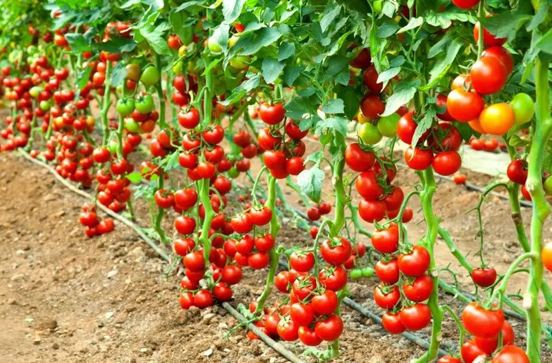 SYR 30 Early Cascade Tomato Seeds Heirloom Organic Non-Gmo Fast Growing ...