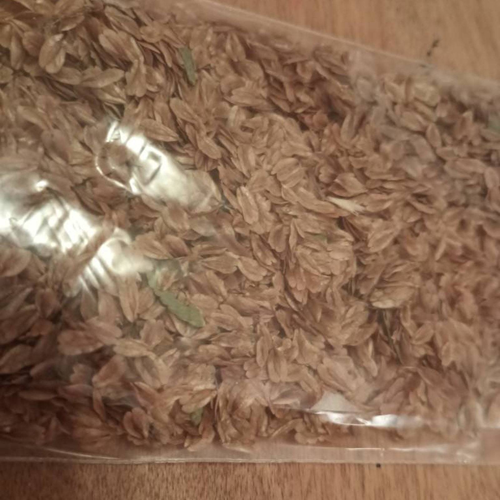 Western Red Cedar Tree Seeds Thuja Plicata Western Redcedar Fresh Seeds ...