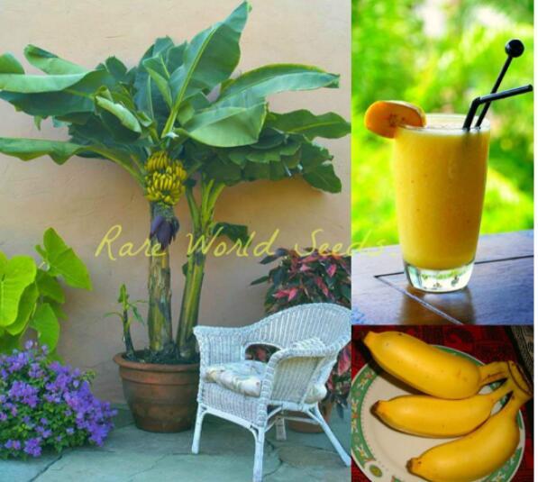 100PCS Edible Banana Tree ‘Dwarf Lady Finger’ (Musa acuminata) Seeds ...