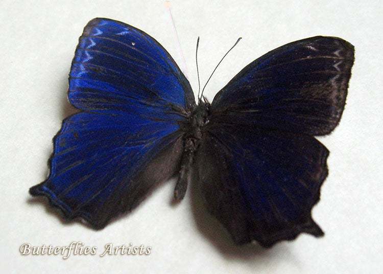 Real Butterfly Ptychandra Leucogyne RARE Framed Entomology Collectible ...