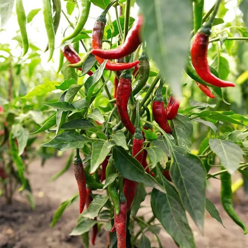 HT 100Red Chilli Pepper Seeds Organic Garden Seeds - Seeds & Bulbs