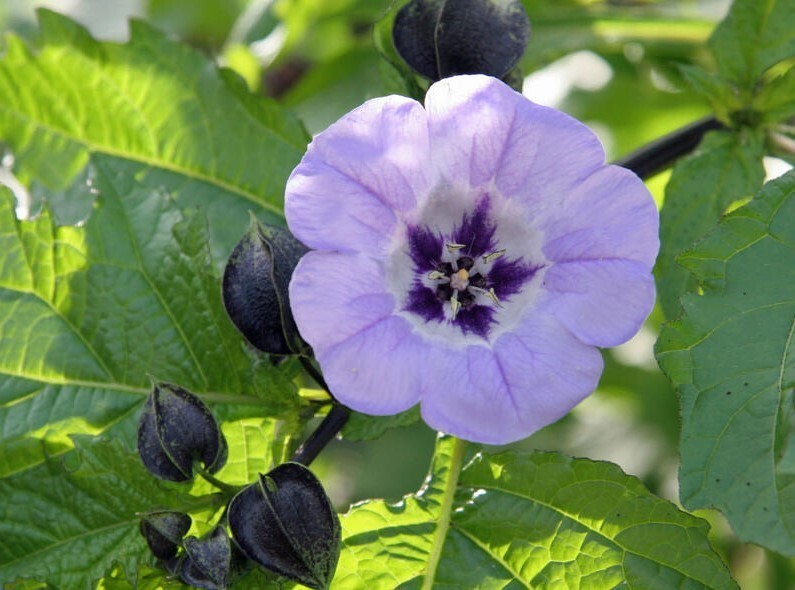 SYR 100 Nicandra Shoofly Plant Apple Of Peru Seeds Organic Fast Growing ...