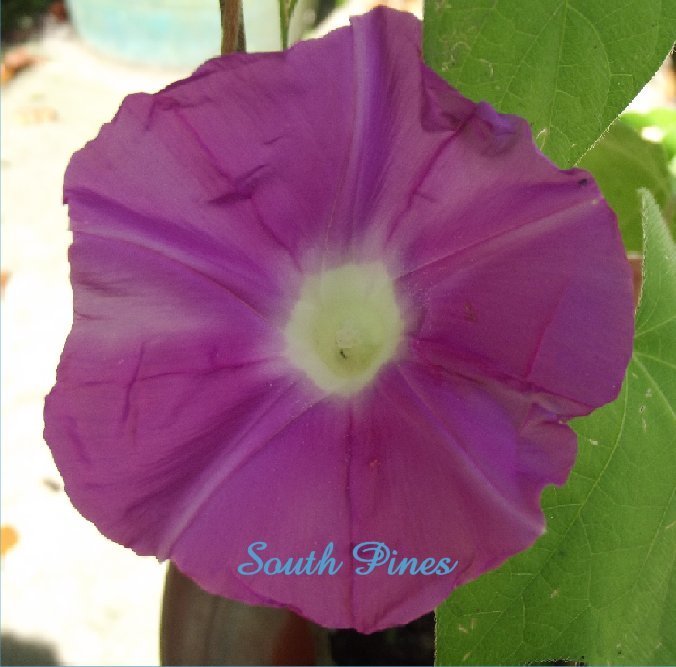Pink Lady Japanese Morning Glory 6 Ipomoea Nil Heirloom Seeds - Seeds ...