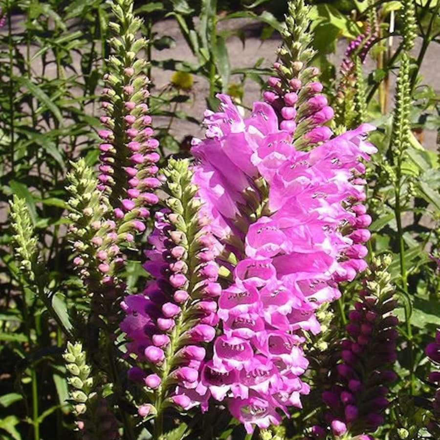 50 Pink Showy Obedient Plant False Dragon Head Physostegia Virginiana ...